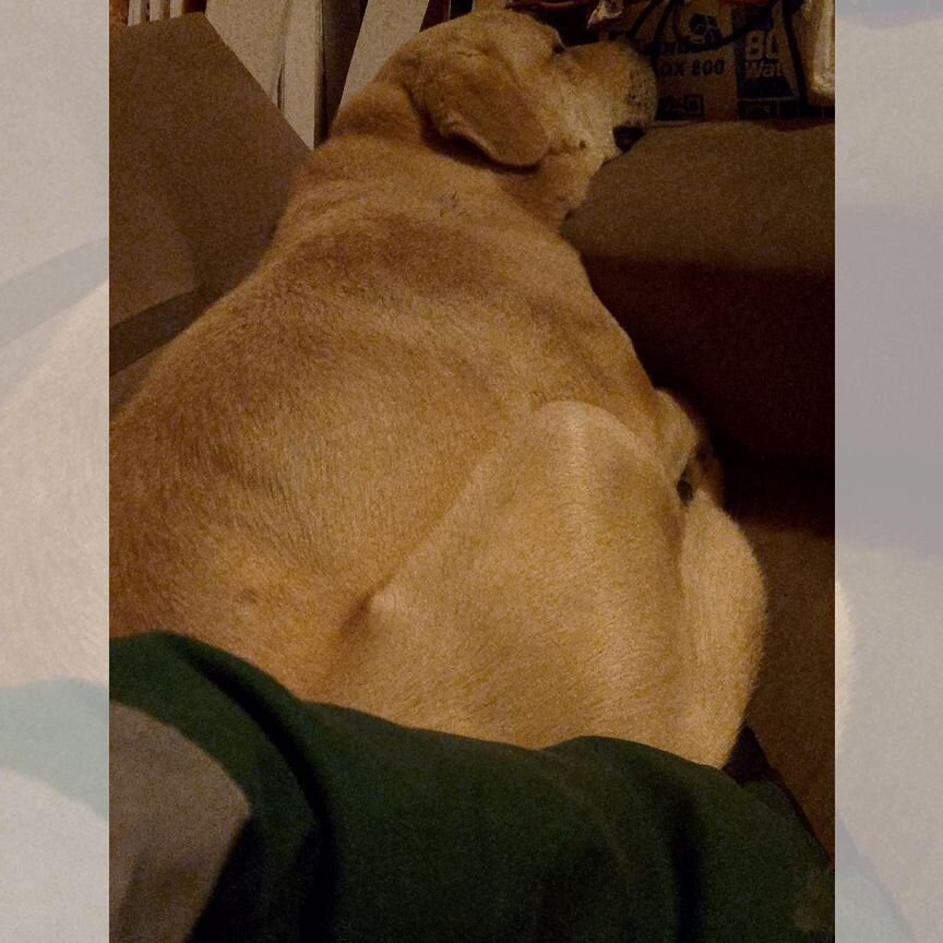 Лабрадор-ретривер, взрослый пёс