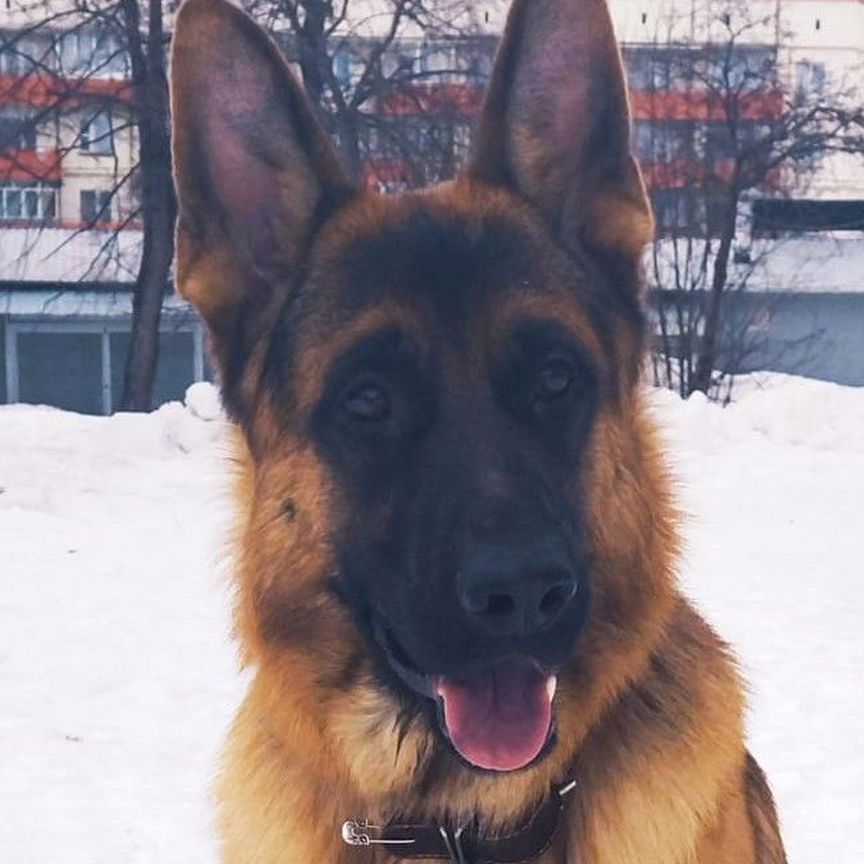 Немецкая овчарка