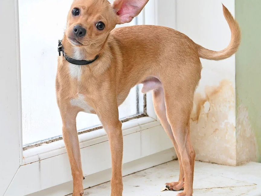 Мелкаш в добрые руки