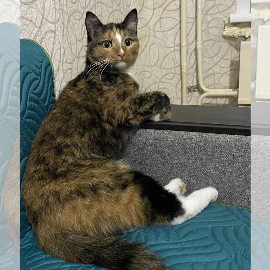 Взрослая кошка в добрые руки