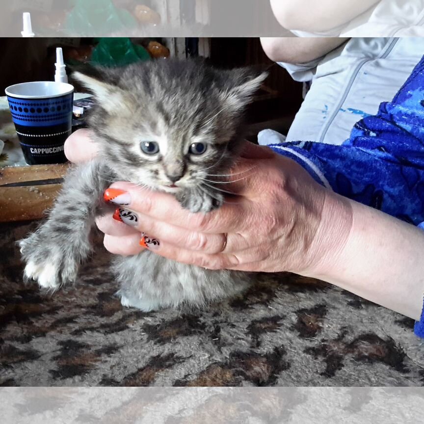 Котёнок в добрые руки