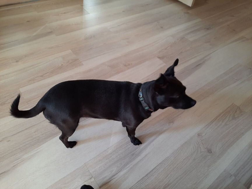 Собачка в добрые руки