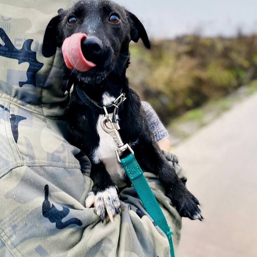 Взрослая собака в добрые руки