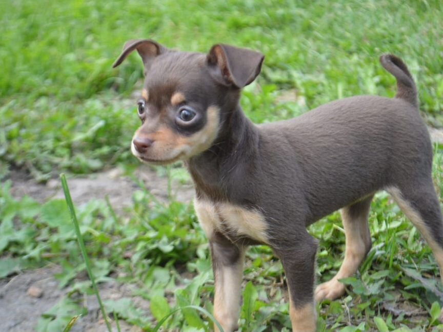 Русская красавица