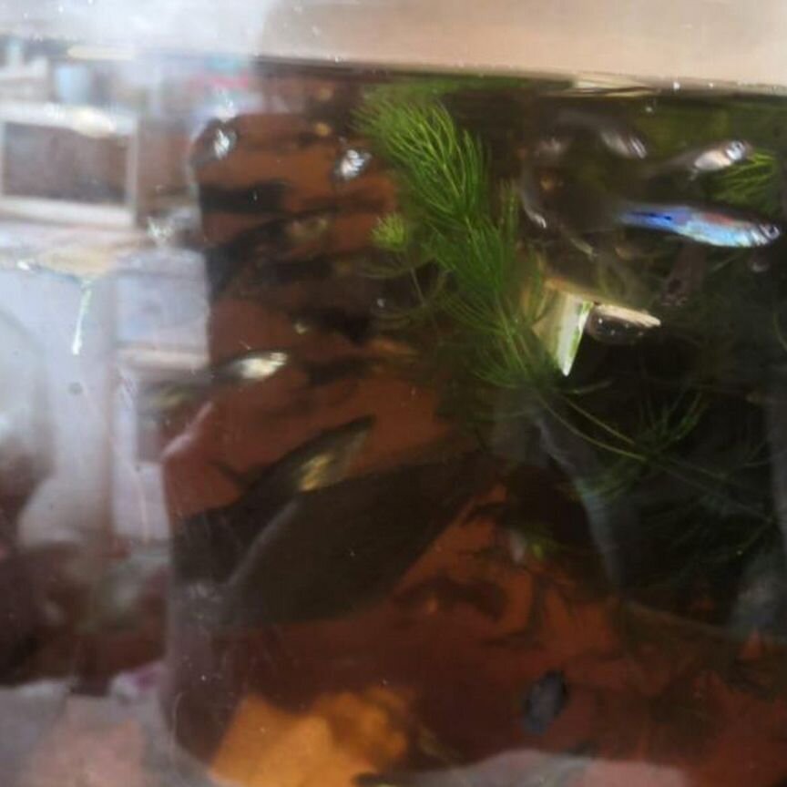 Рыбки гуппи и неоны