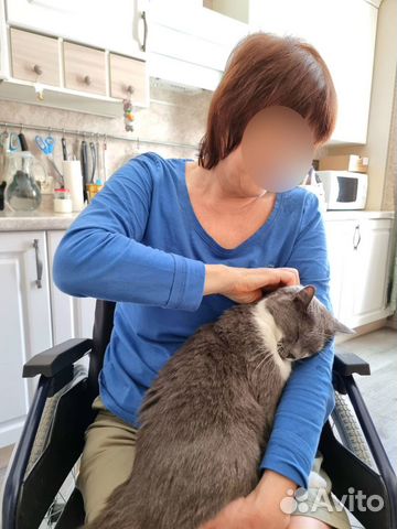 Кошку предали трижды