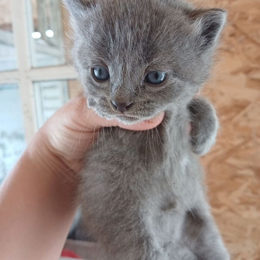 Котята в добрые руки бесплатно