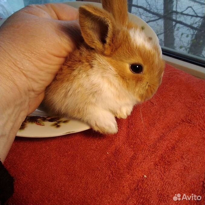 Декоративные карликовые крольчата