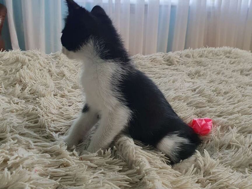 Кошка в дар бесплатно