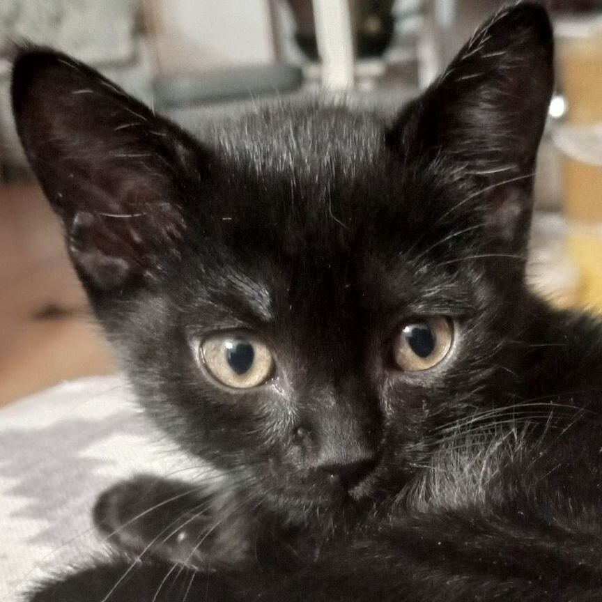 Котята, мальчик, ченый