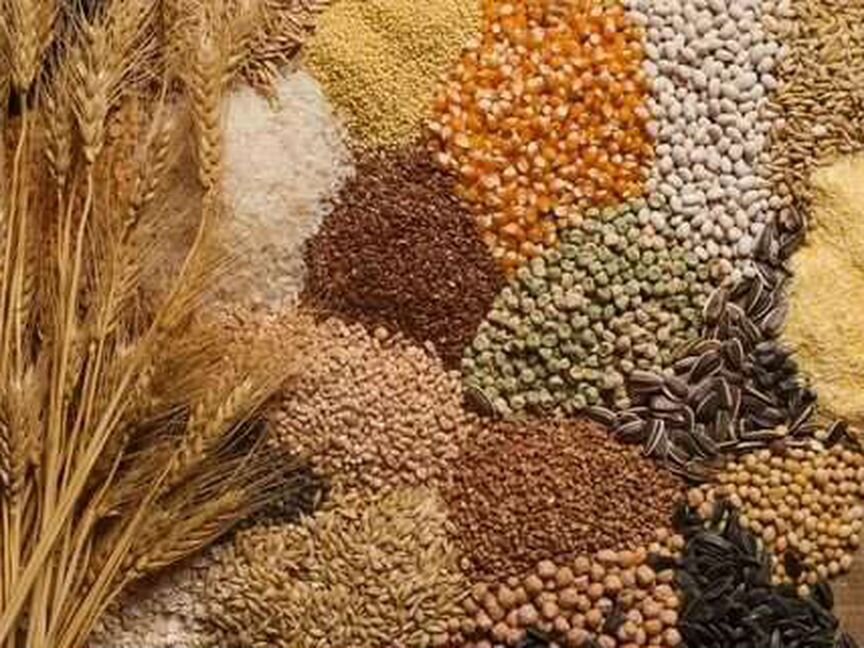 Зерно корма