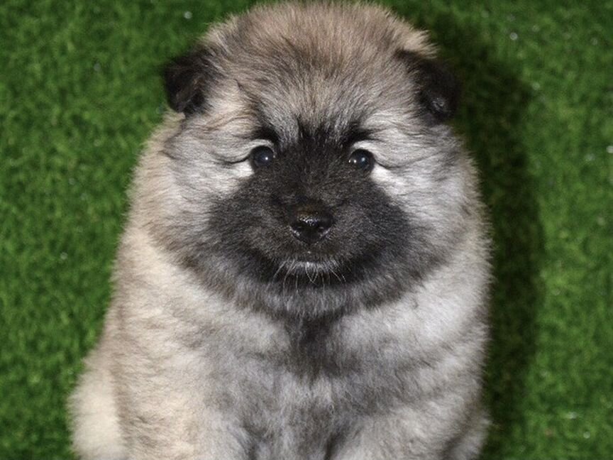 Замечательные щенки кеесхонда (волчий шпиц)