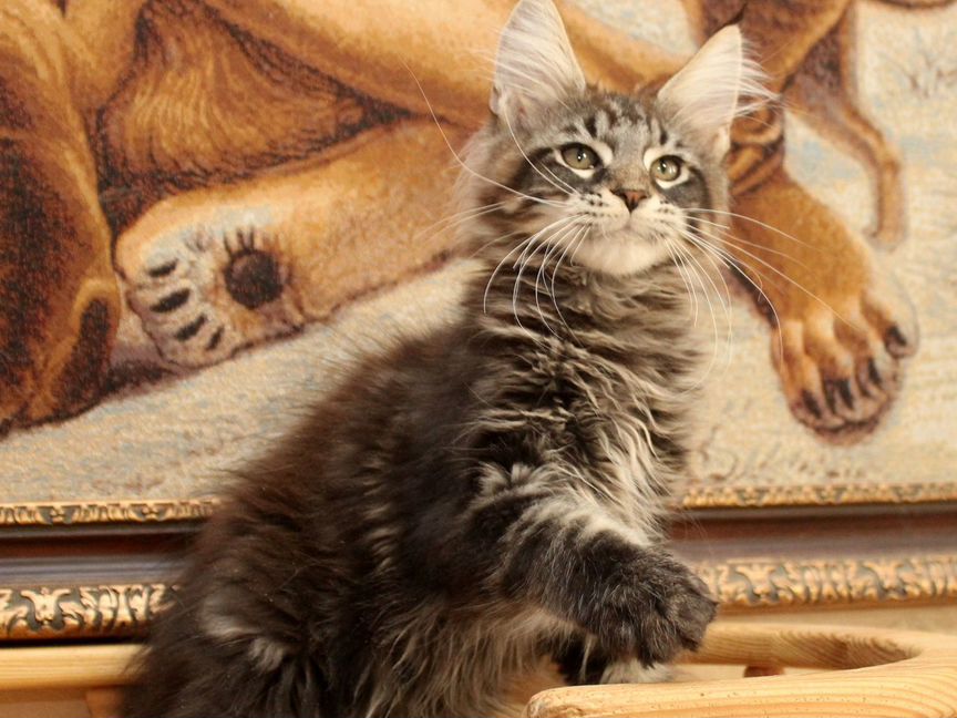 Очень крупный котик