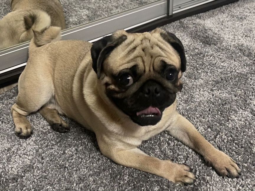 Мопс вязка мальчик