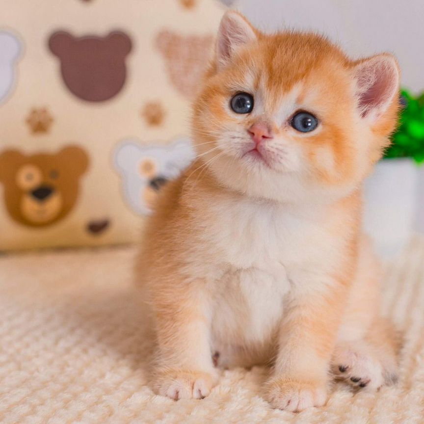 Британская кукольная девочка