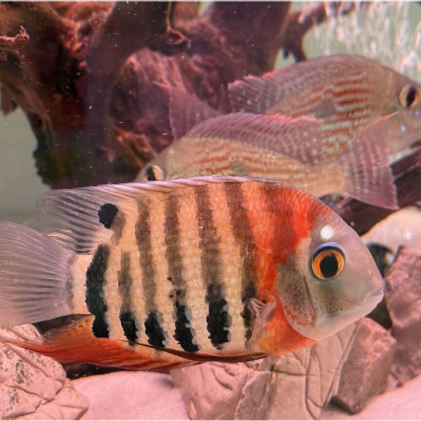 Северум красноплечий