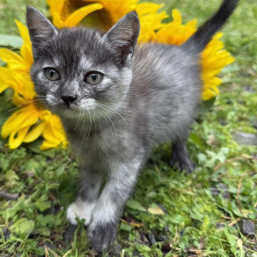 Котята бесплатно