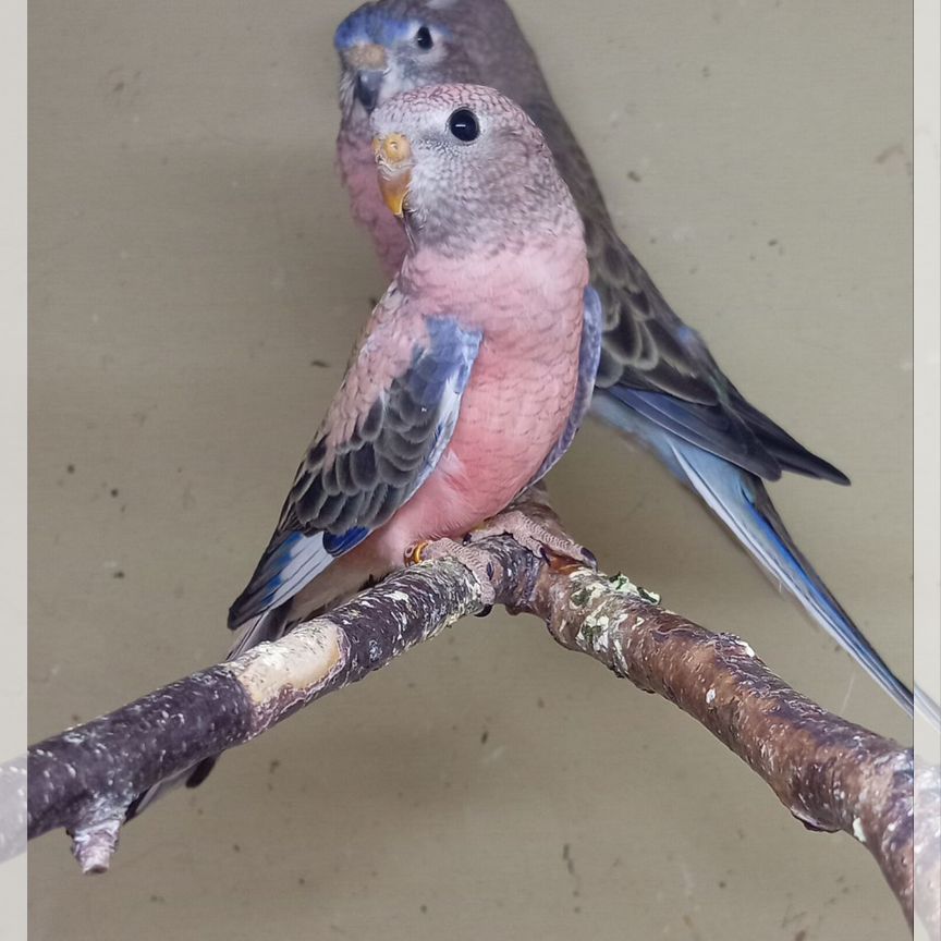 Попугай боурка