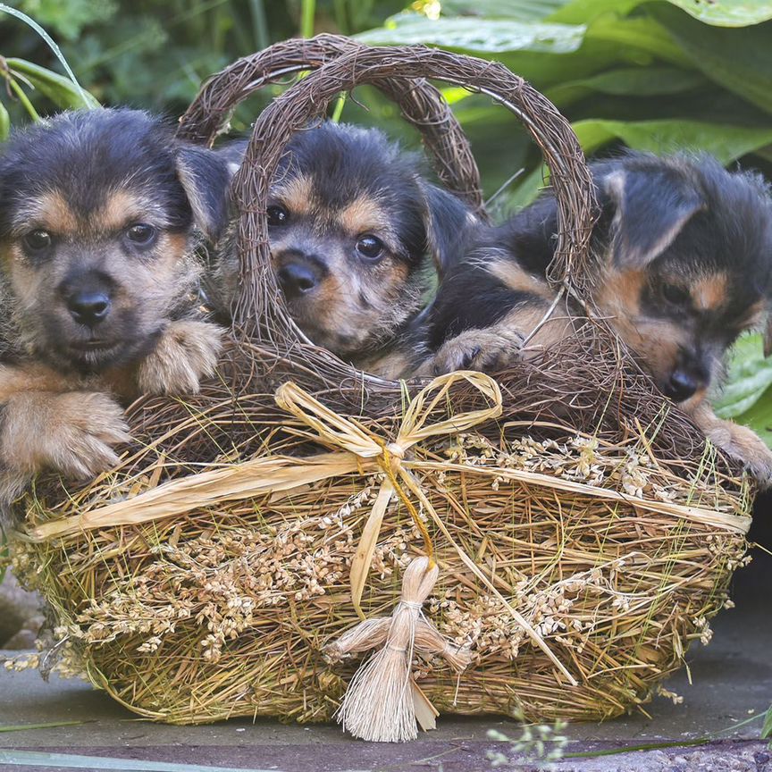 Щенки Норвич Терьера