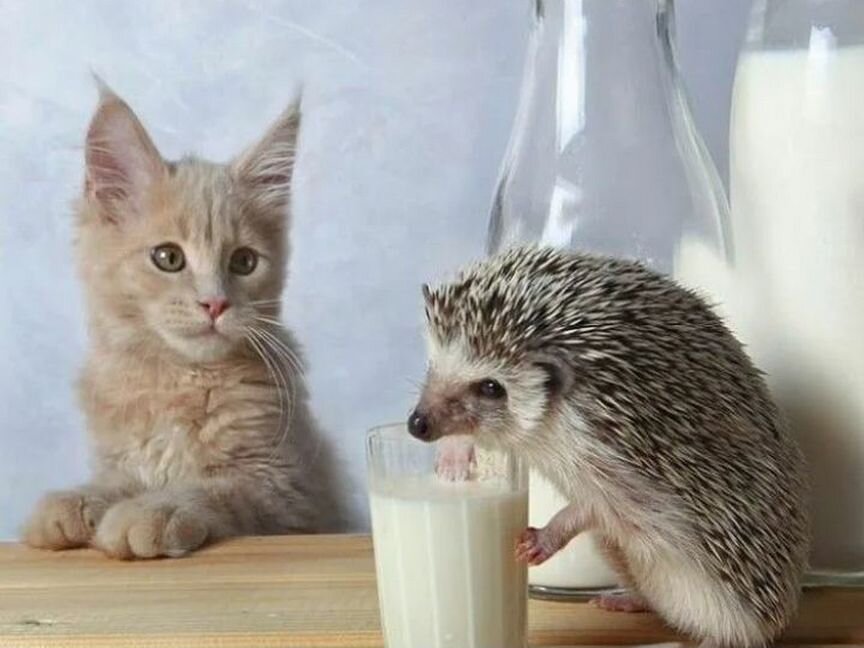 Молоко для животных