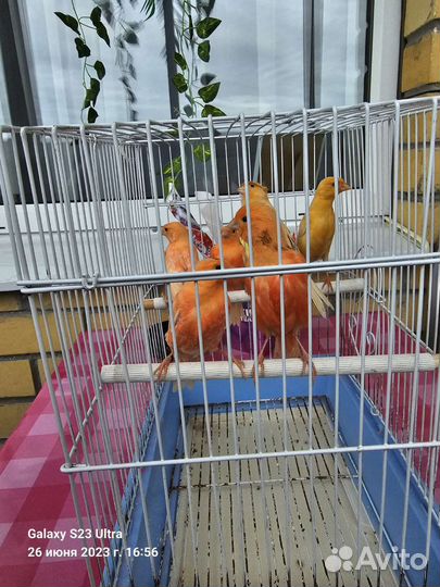 Кенара и канарейки