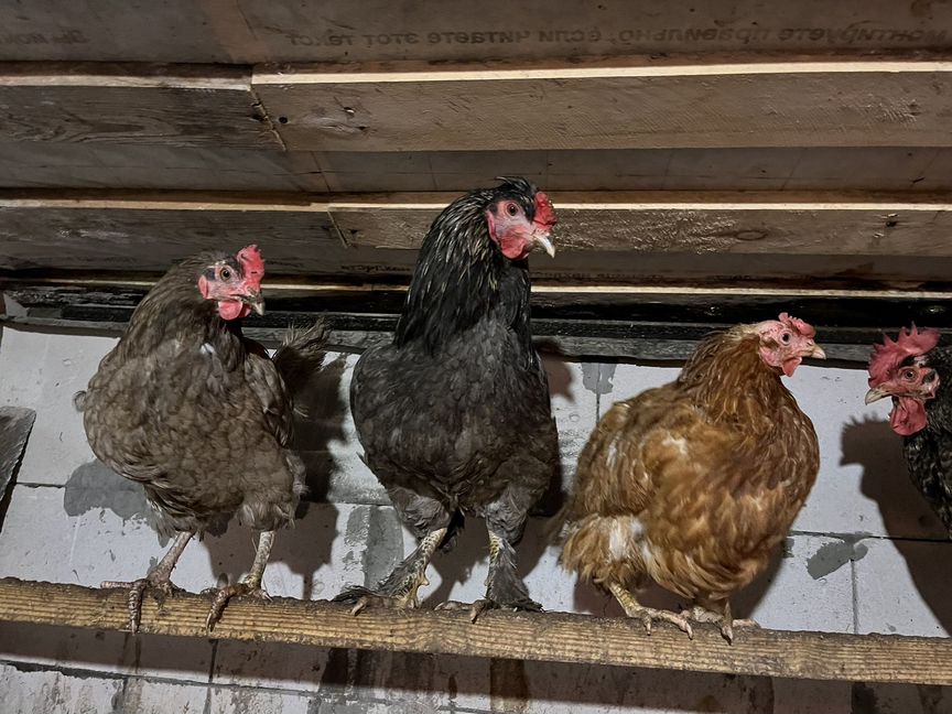 Продаются петухи