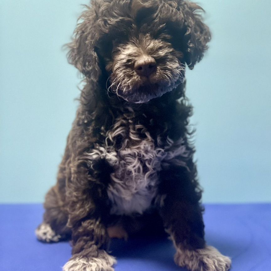 Лаготто романьоло