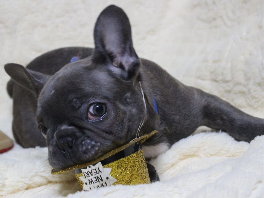 Французский бульдог щенки голубой тигр, скор