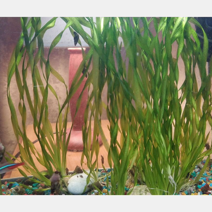 Валиснерия спиральная