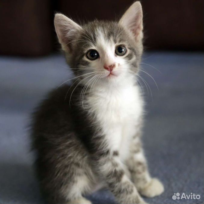 Шикарная Монро с родинкой ищет дом