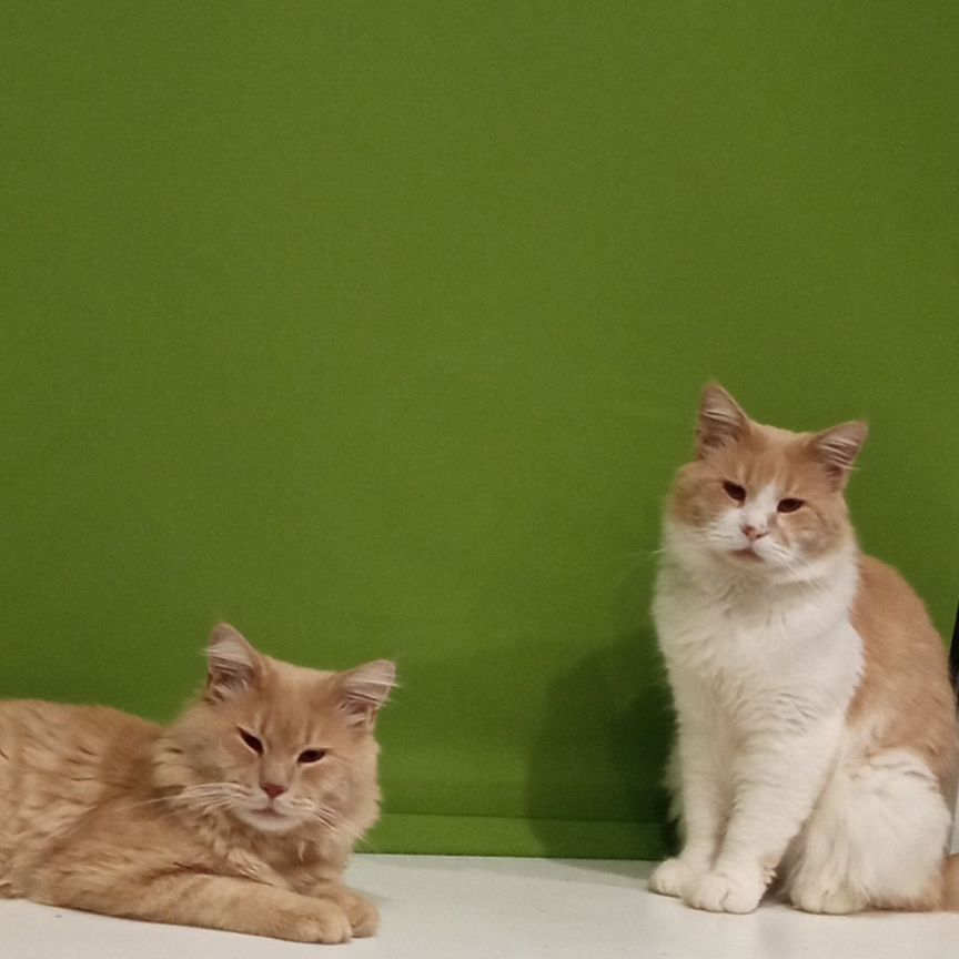 Котята в добрые руки мальчики