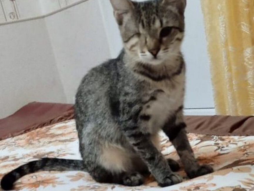 Особенный котик ждет чуда