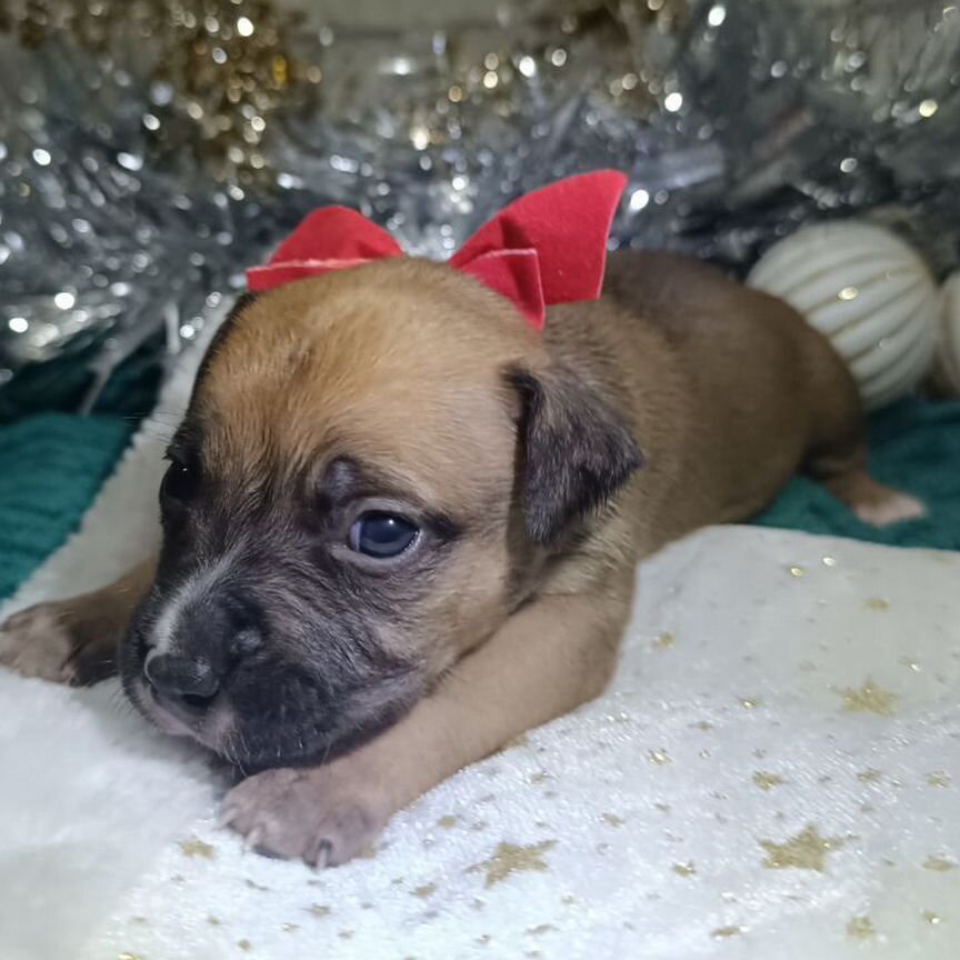 Американский питбультерьер, щенок