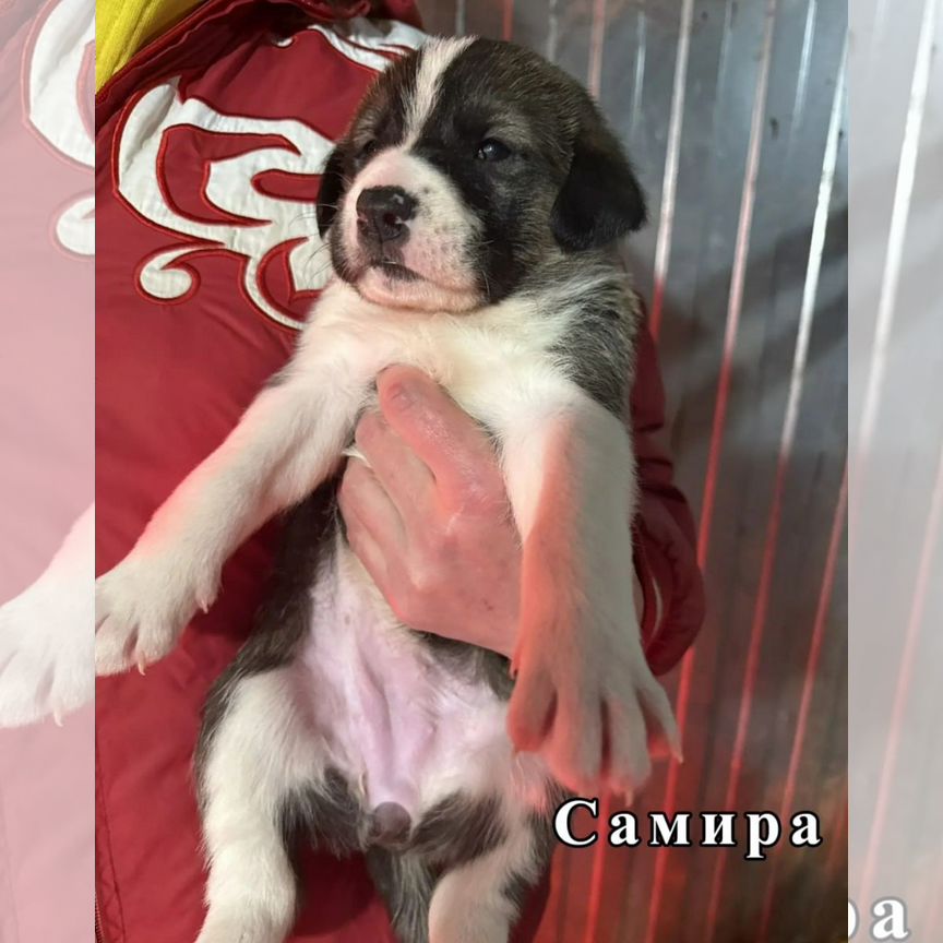 Среднеазиатская овчарка, щенок