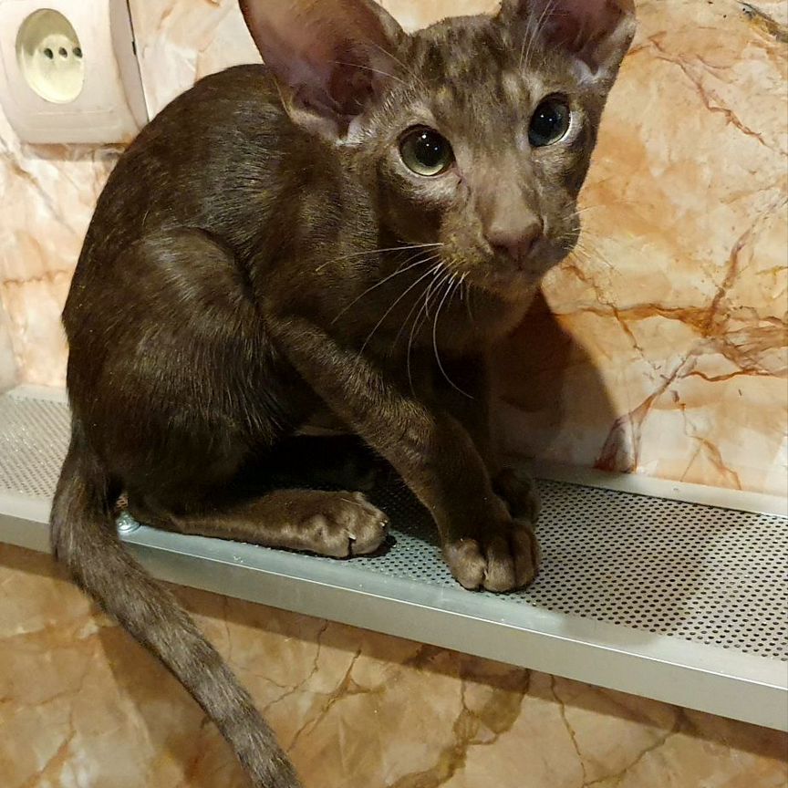 Ориентальные котята