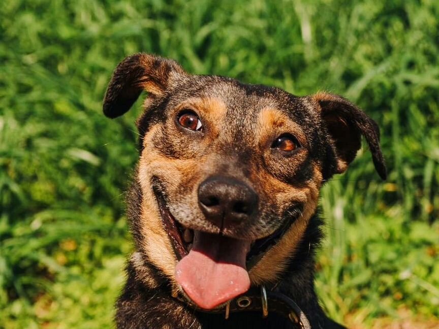 Метис таксы ищет дом