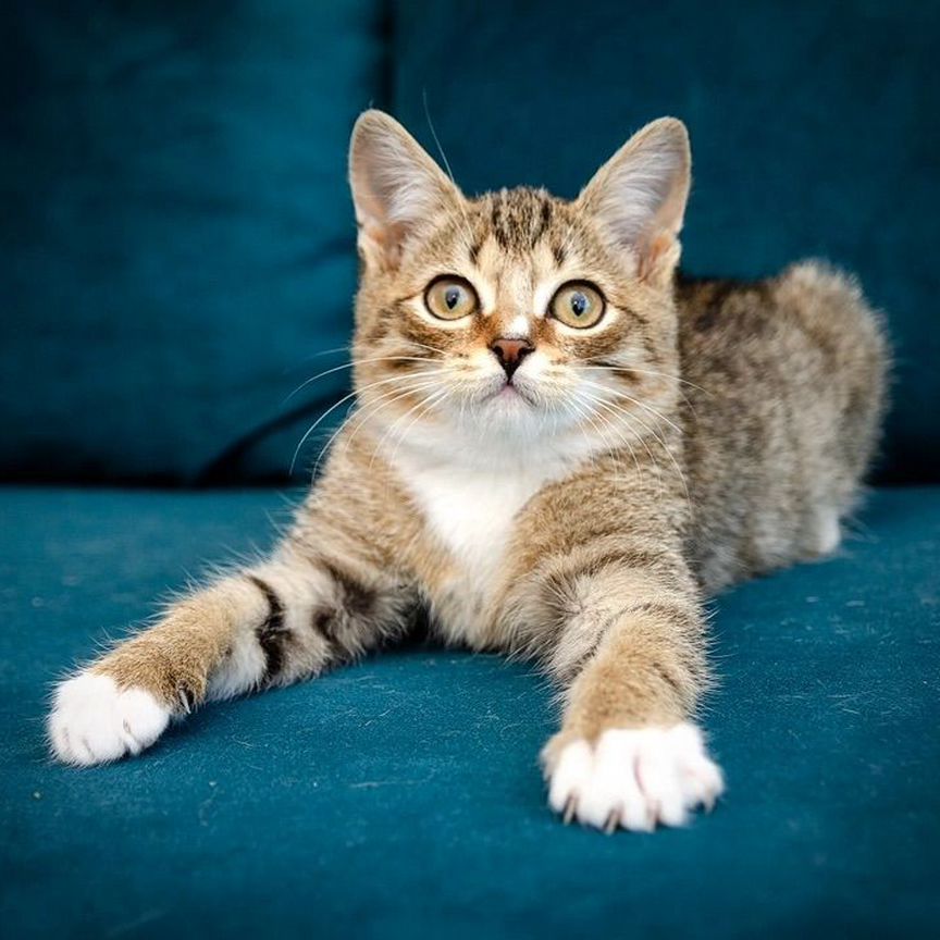 Филиппок (3 мес.) очень нежный котенок ищет дом