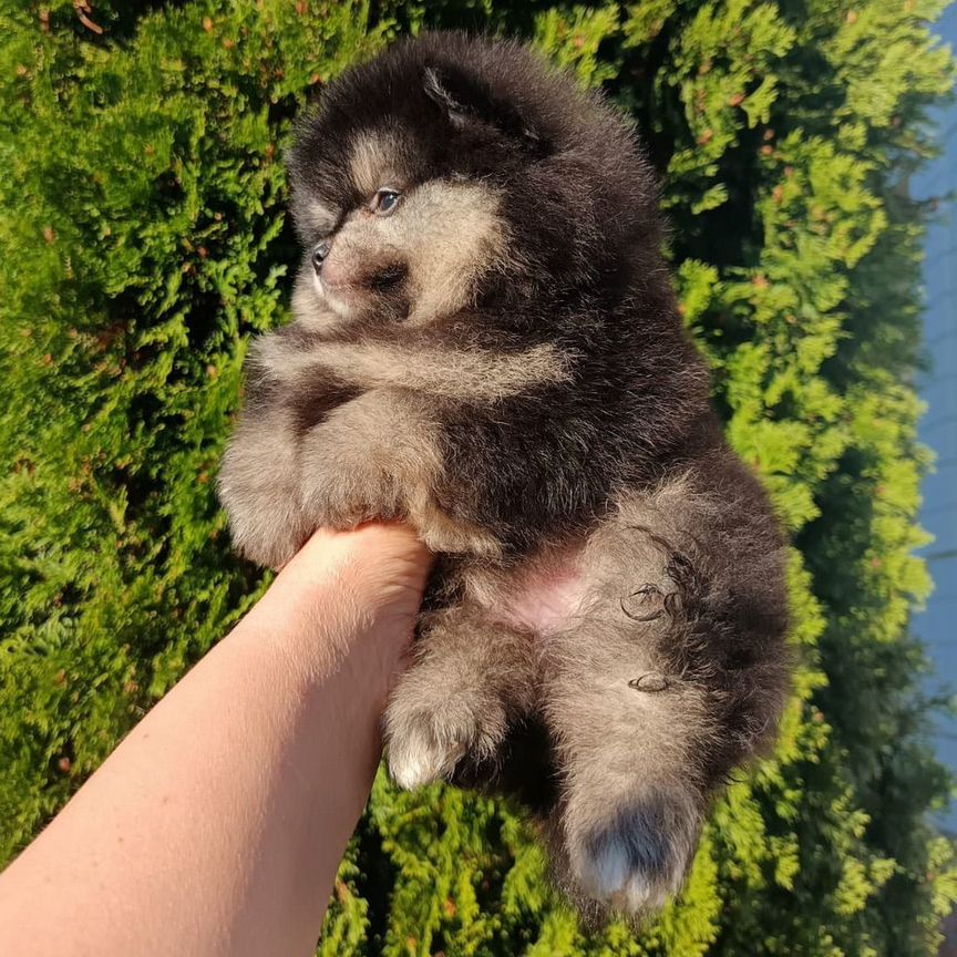 Померанский шпиц, щенок