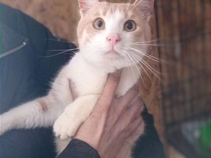 Котик Абрикосик в хорошие руки бесплатно