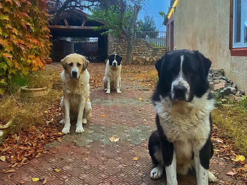 Алабай в дар