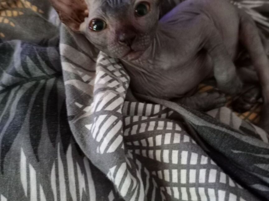 Канадский сфинкс котенок мальчик