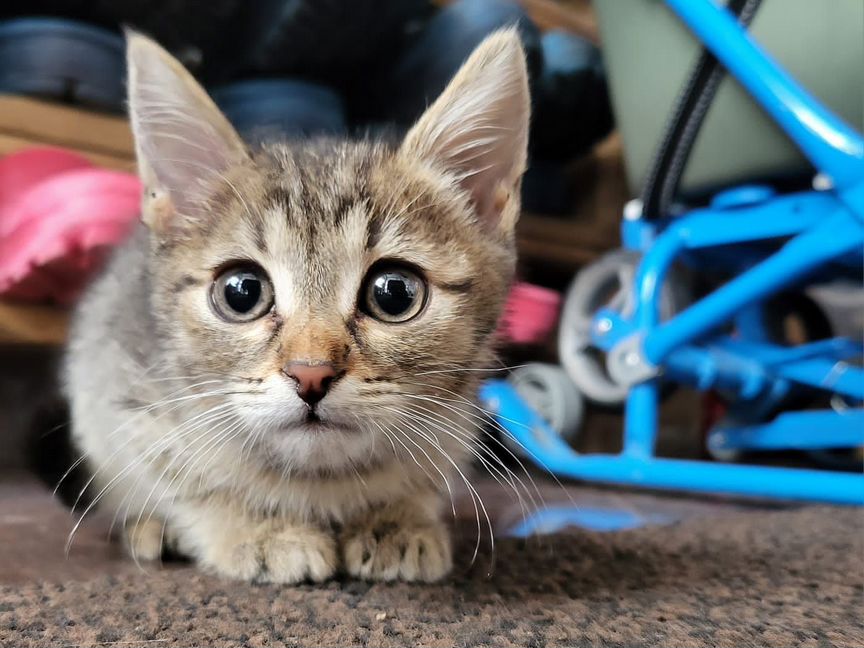 Котенок 2 месяца мальчик в добрые руки