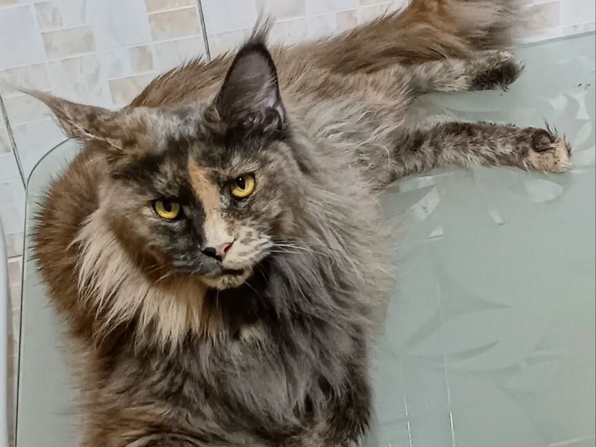 Мейн-кун кошка