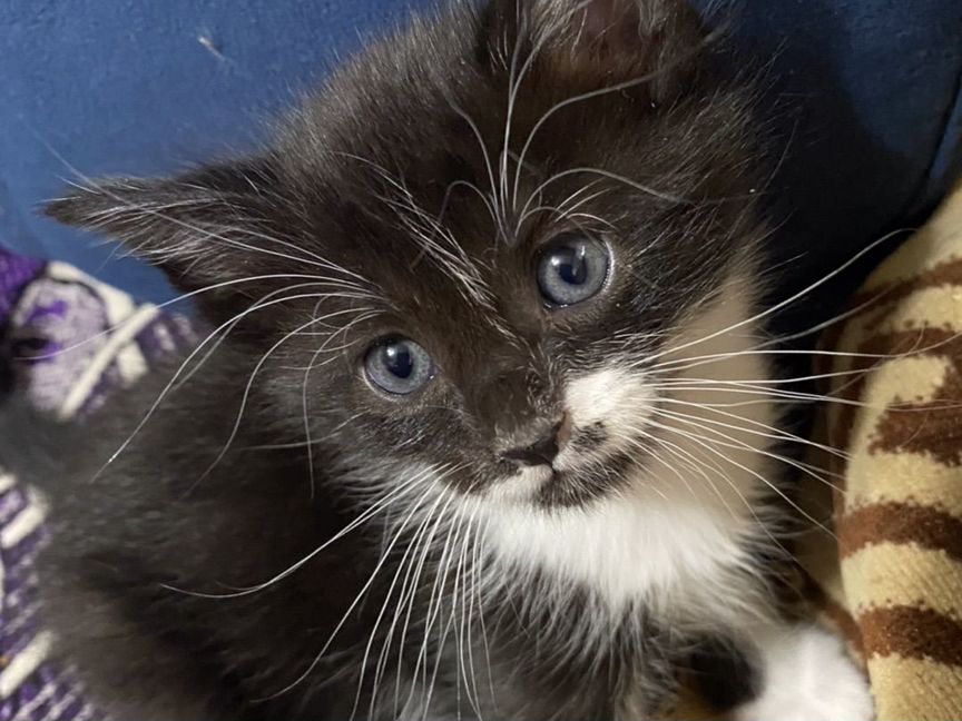 Котята помесь мейн-кун с обычным