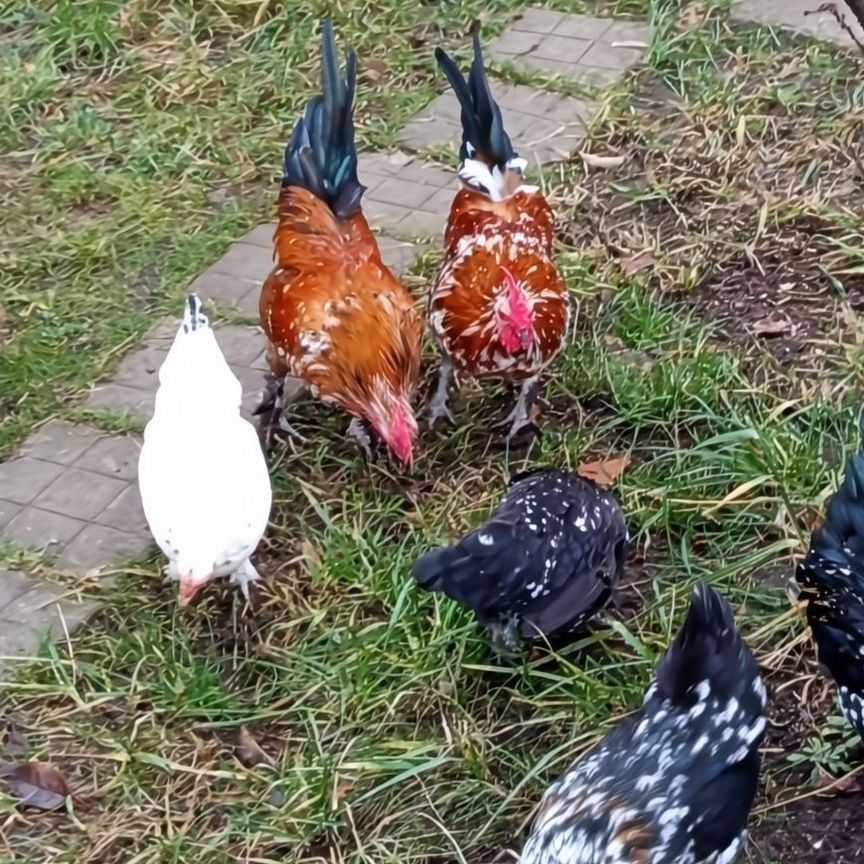 Курочки и петухи бентамки