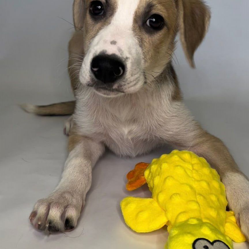 Щенок в добрые руки