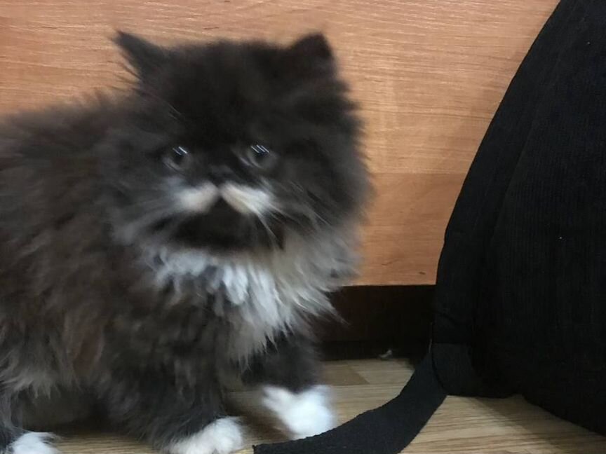 Персидская кошка (девочка) в хорошие руки