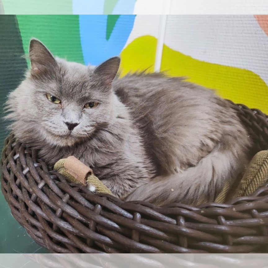 Взрослая, кошка в добрые руки