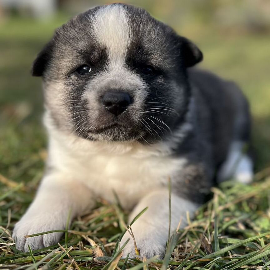 Отличные щенки. Мать Акита Ину