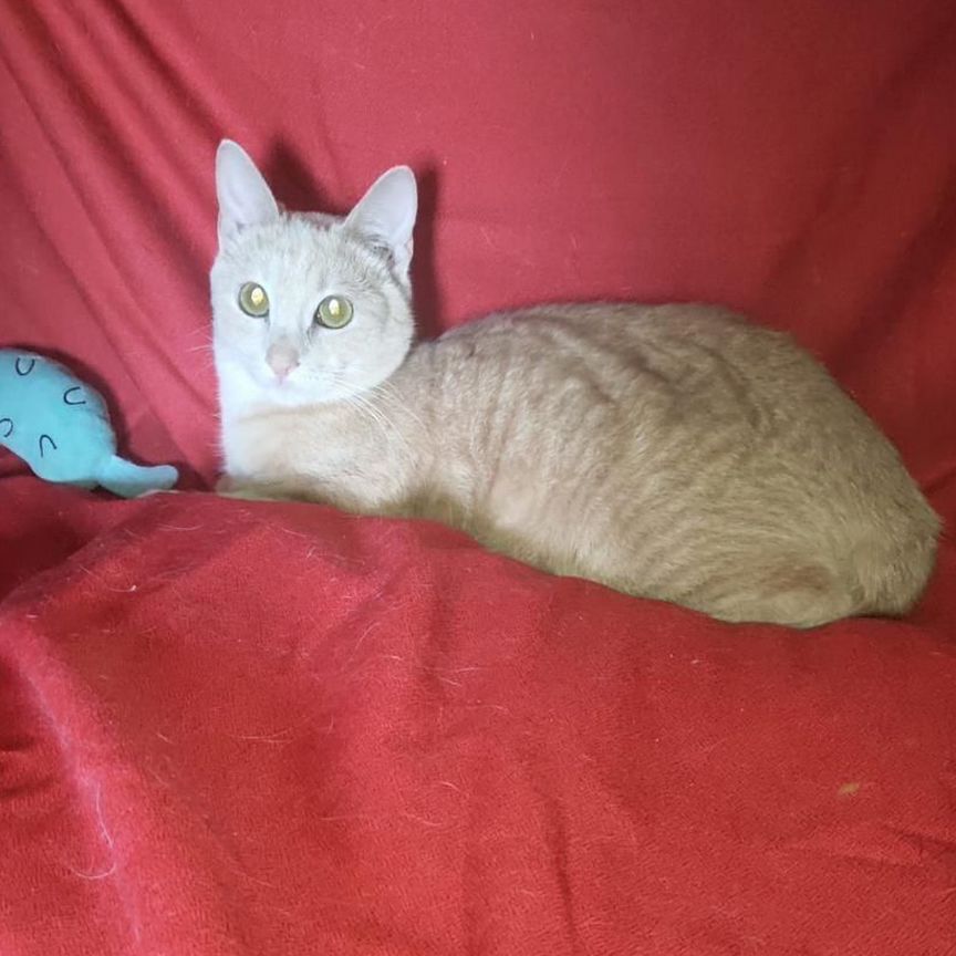 Котики бесплатно в добрые руки